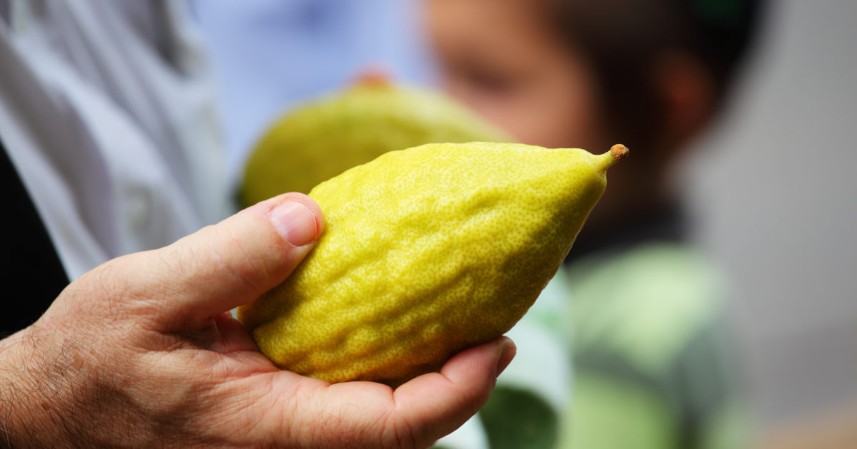 Esrog: The Symbol of Jewish Beauty | Rabbi Efrem Goldberg